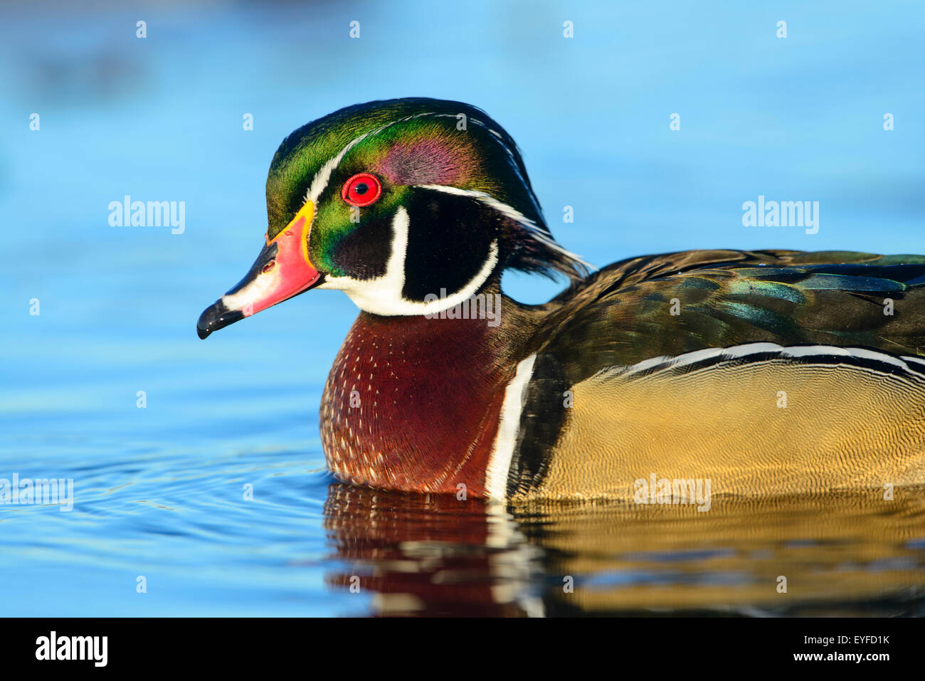 Wood Duck Drake (Aix sponsa), Pacific Northwest Stock Photo - Alamy