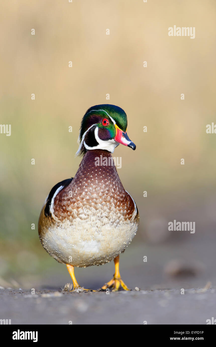 Wood Duck Drake (Aix sponsa), Pacific Northwest Stock Photo - Alamy