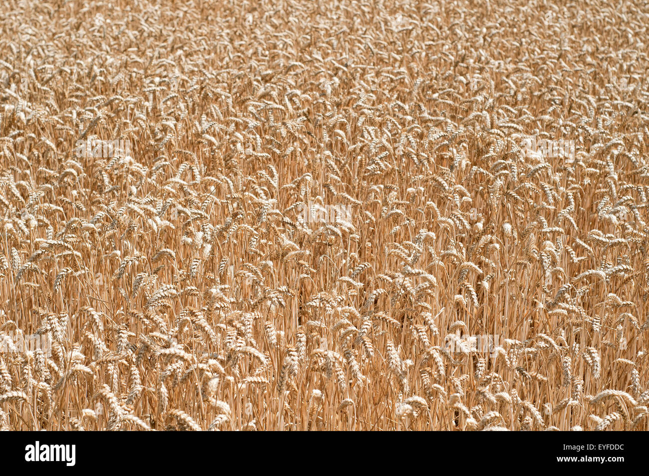 Summer wheatfield hi-res stock photography and images - Alamy