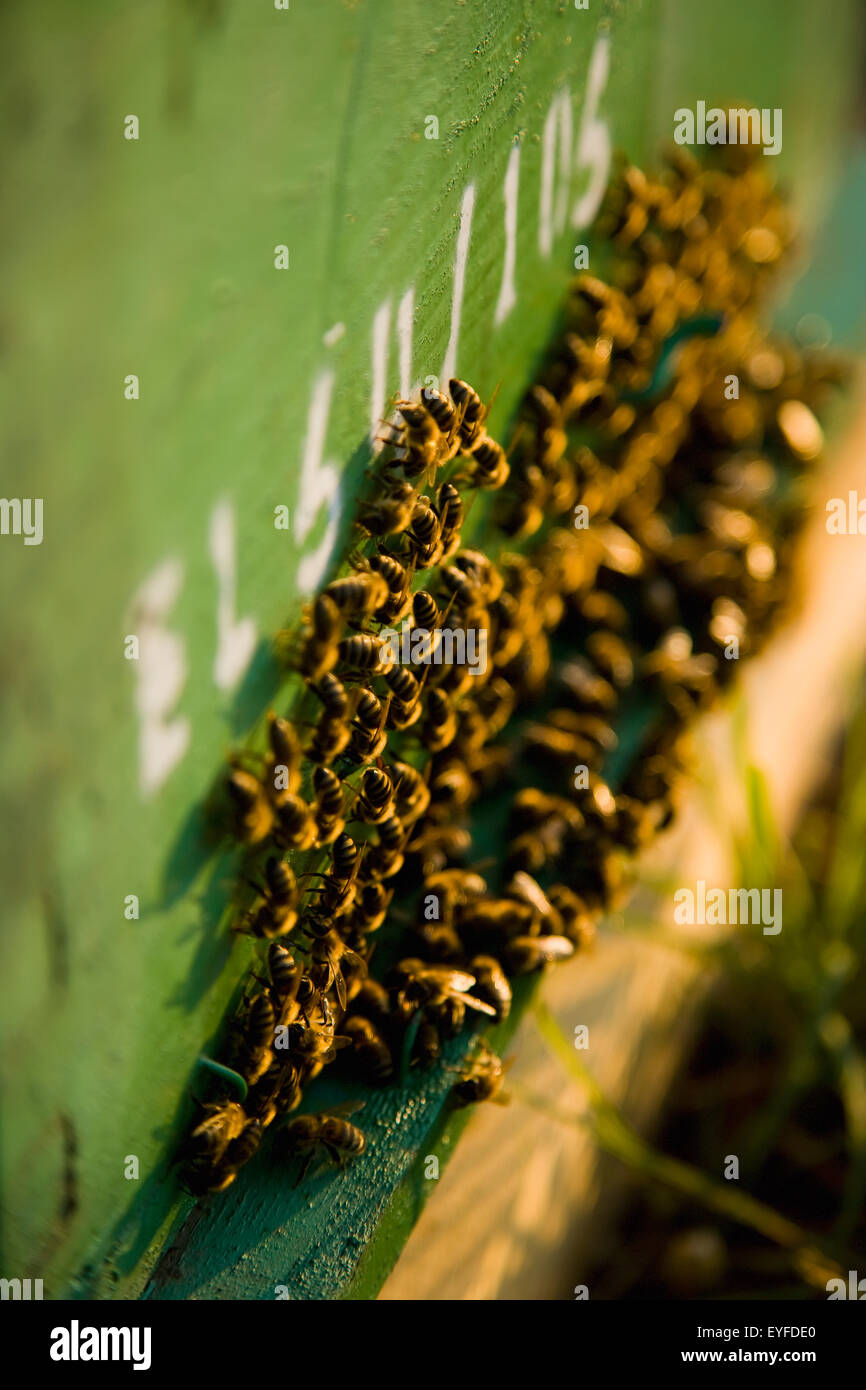 Insects flying together hi-res stock photography and images - Alamy