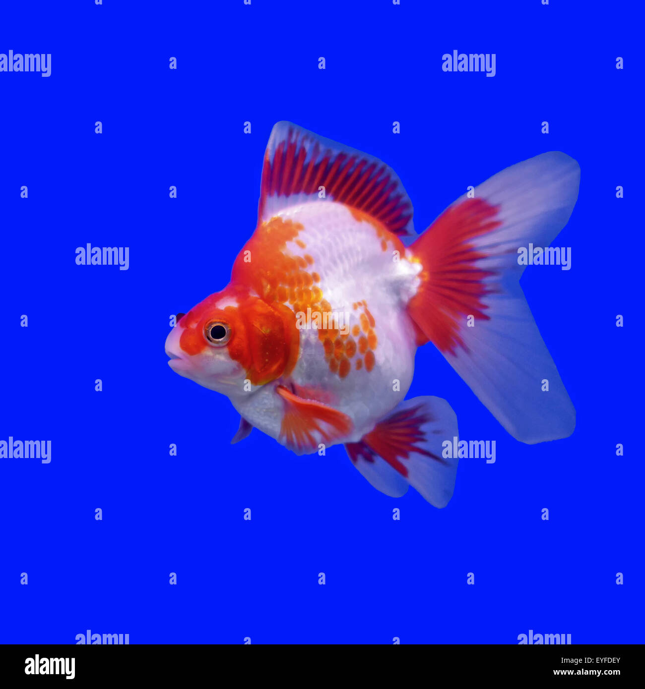 beautiful goldfish in the aquarium Stock Photo - Alamy