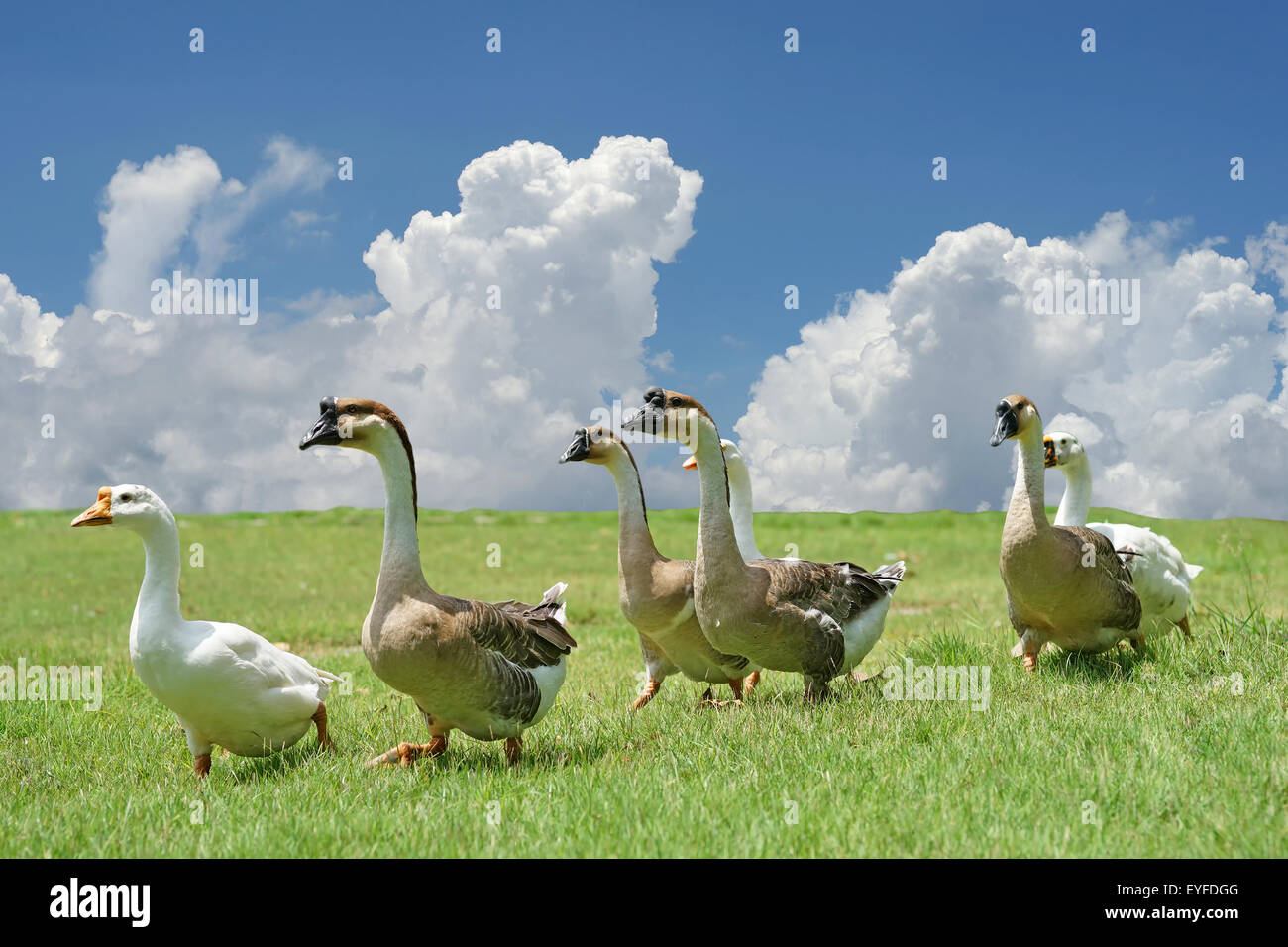 group of domestic goose walking on the field with beautiful sky ...