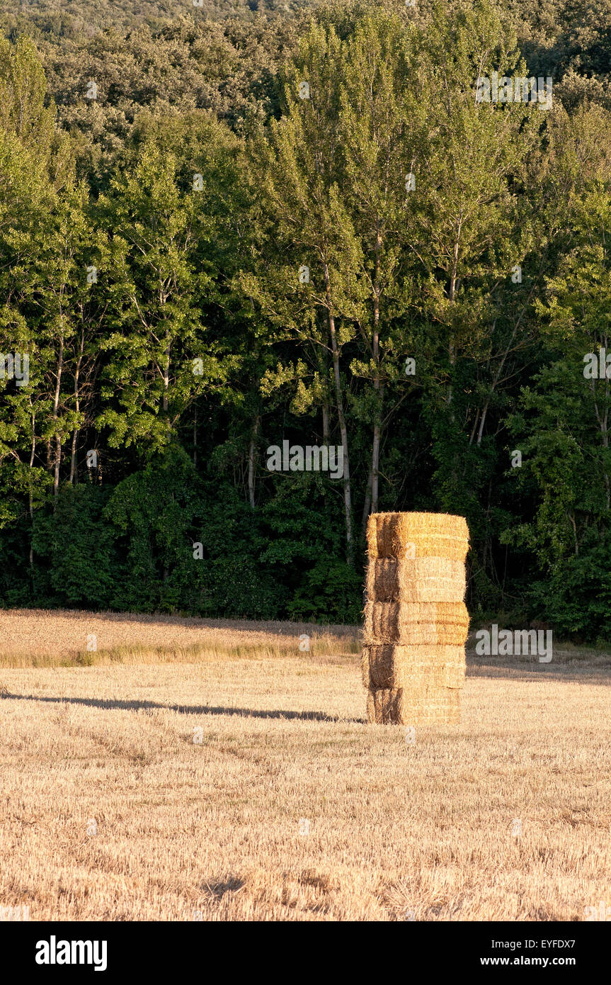 Haystacks stand in a field of stubble, awaiting collection in summer ...