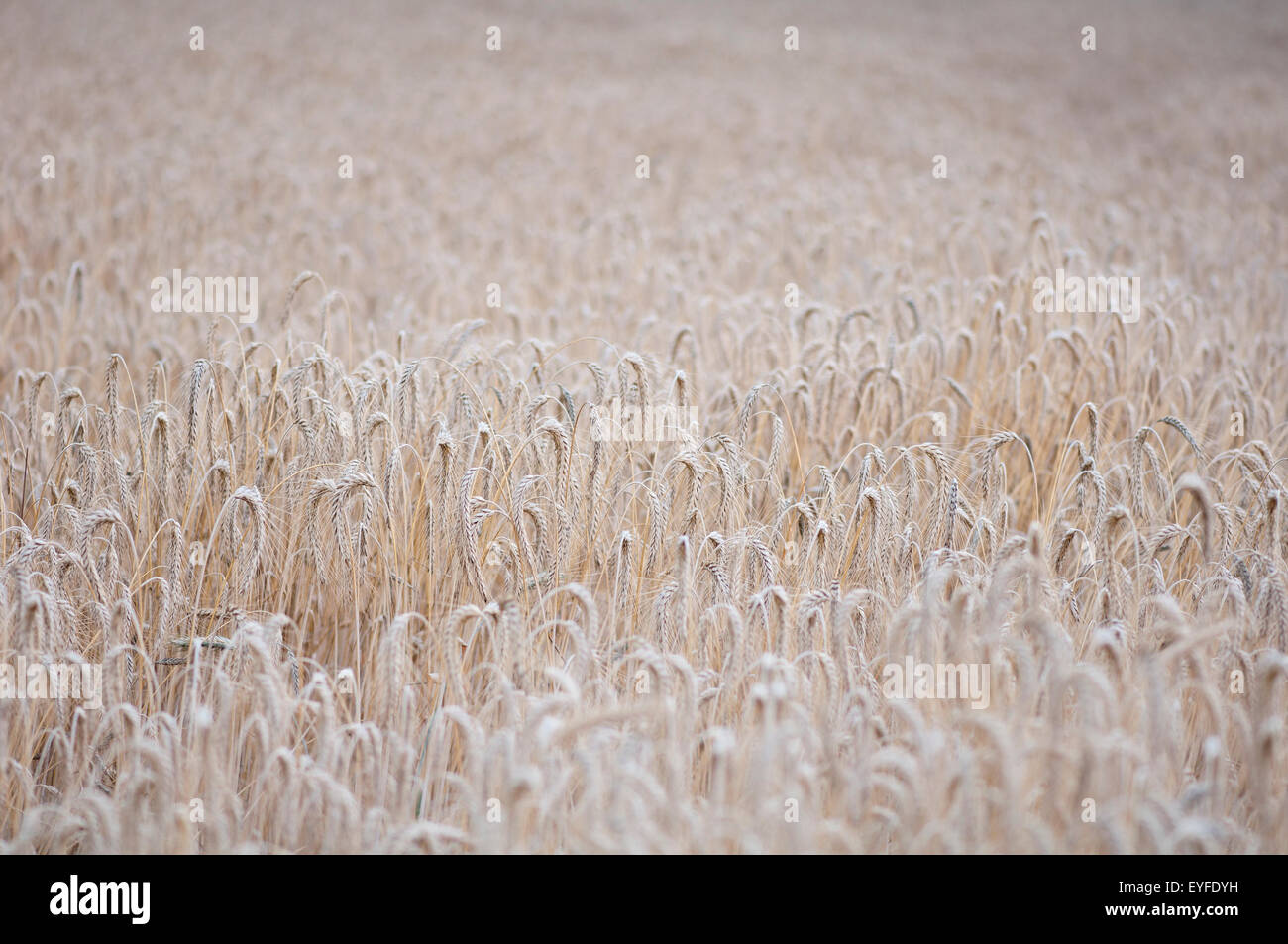 Wheatfield with wheat growing in summer Stock Photo - Alamy