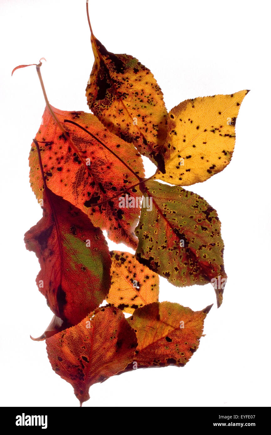 Dying autumn leaves of various colors form a pattern on a white ...