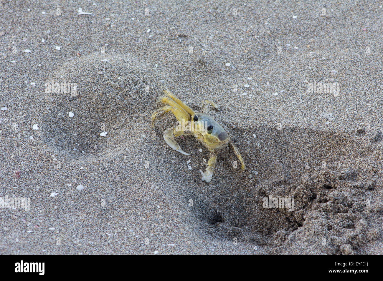 Burrowing Atlantic Ghost Crab, Treasure Beach, Jamaica Stock Photo - Alamy