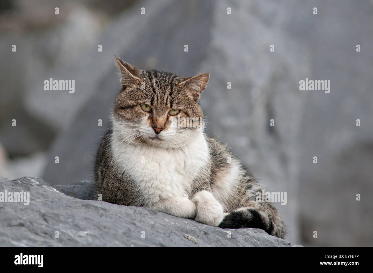 Gato felis catus hi-res stock photography and images - Alamy