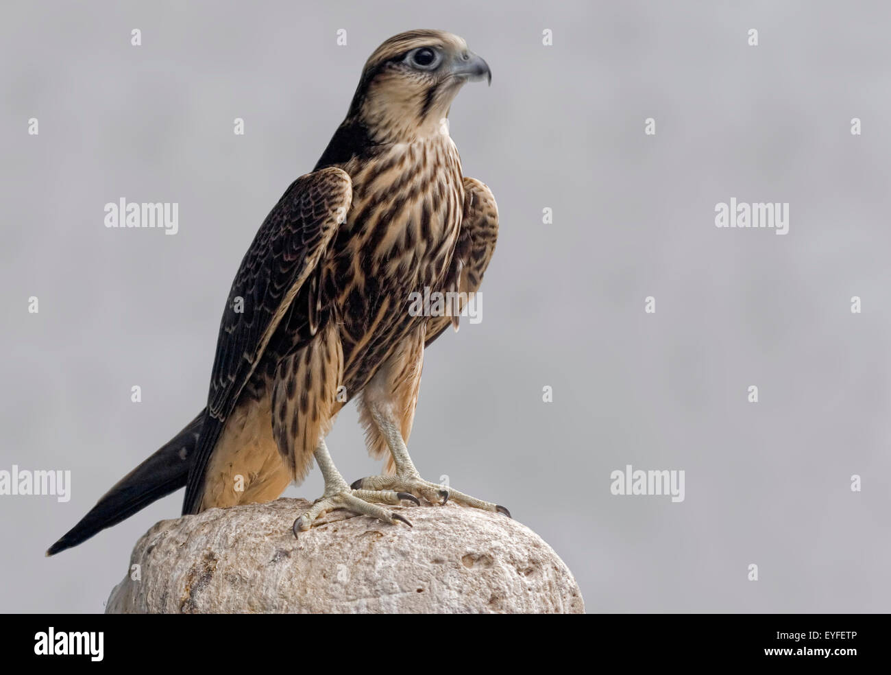 Lagger Falcon perched on a rock Stock Photo - Alamy