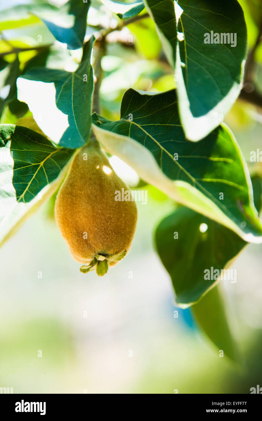 Greece, Halkidiki, Fruit trees growing wild in the hills; Ierissos ...