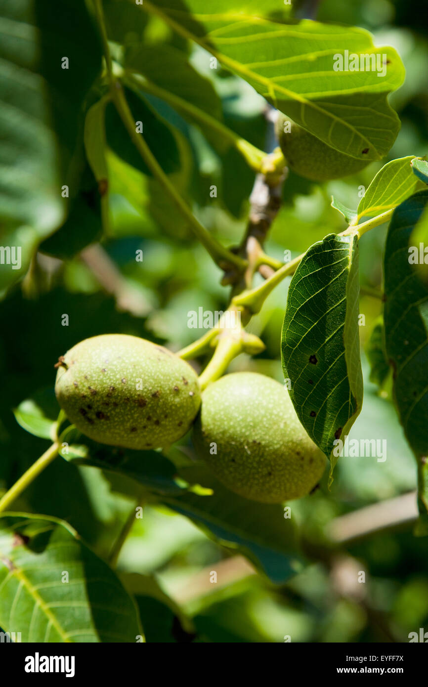 Greece, Halkidiki, Fruit trees growing wild in the hills; Ierissos ...