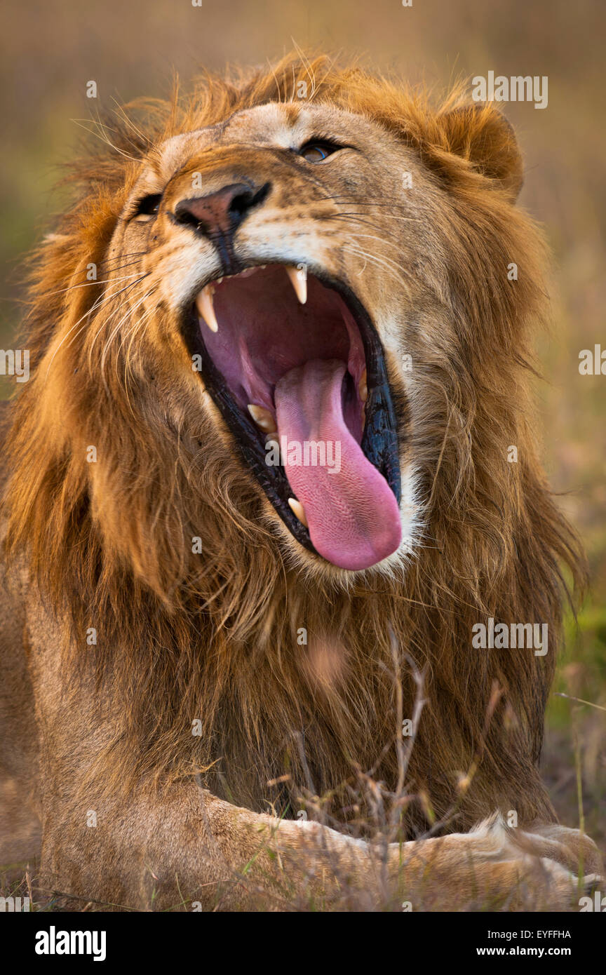 Large teeth hi-res stock photography and images - Alamy