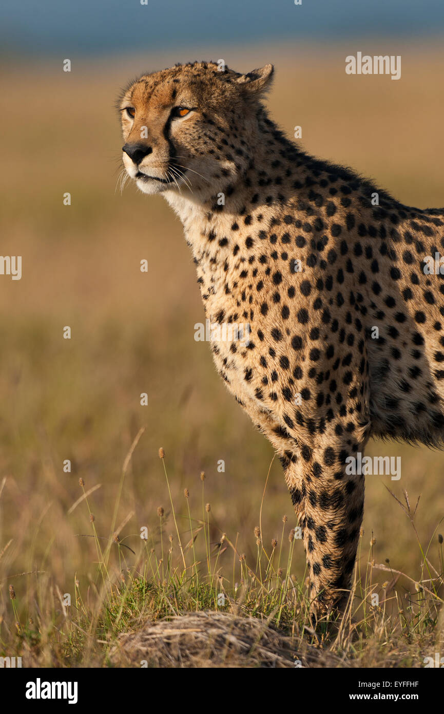 Cheetah head image hi-res stock photography and images - Alamy