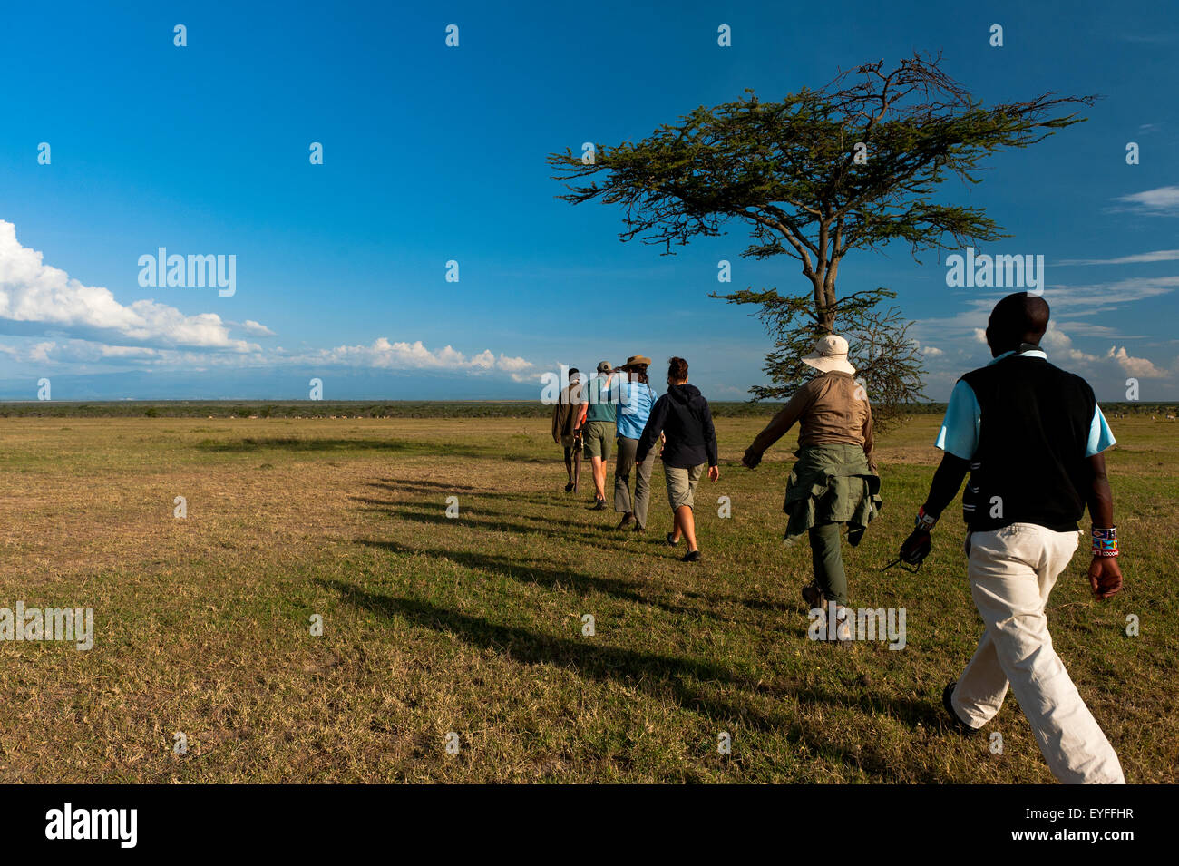 Walking past acacia tree hi-res stock photography and images - Alamy