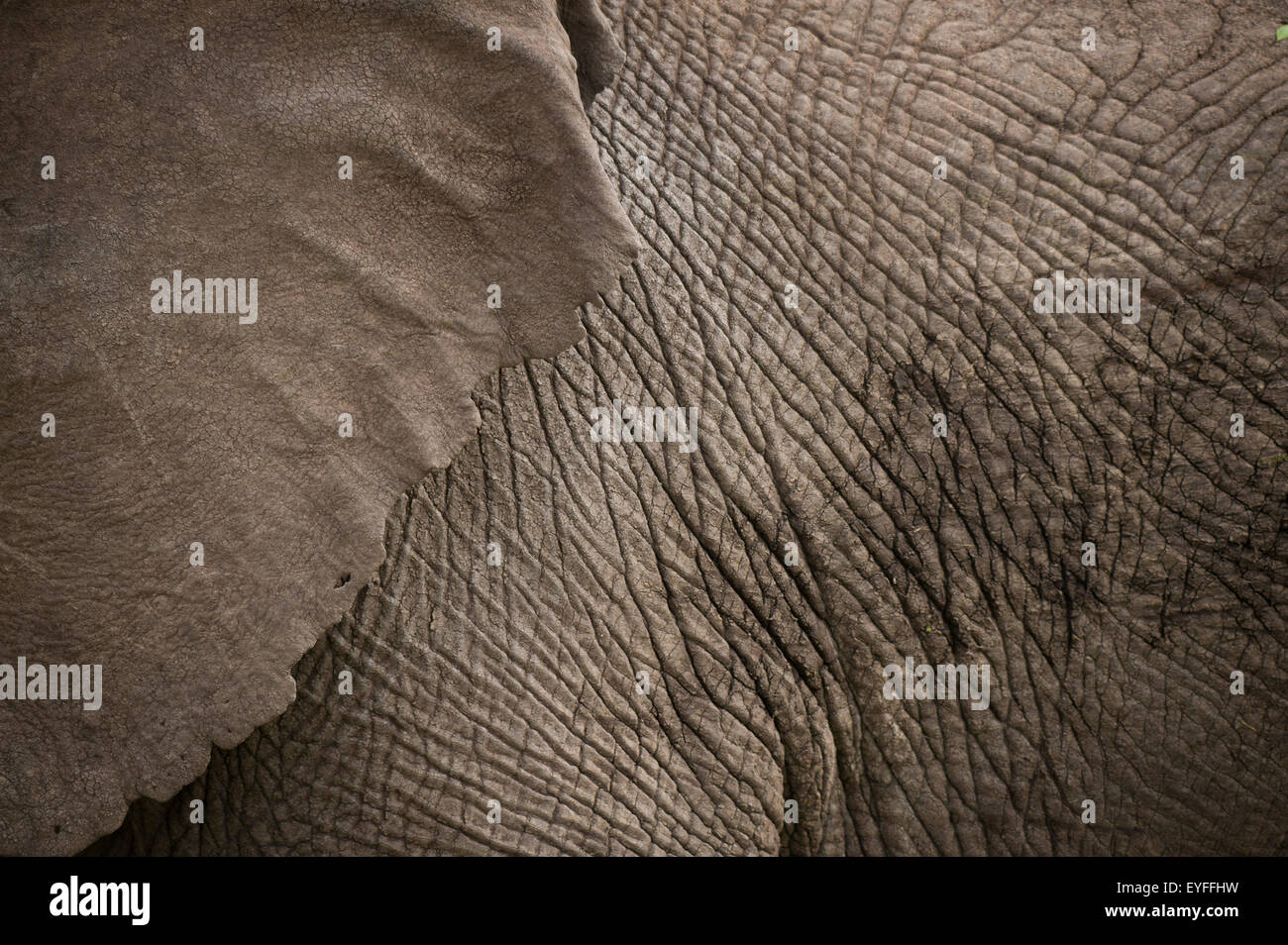Detail of elephant, Ol Pejeta Conservancy; Kenya Stock Photo - Alamy