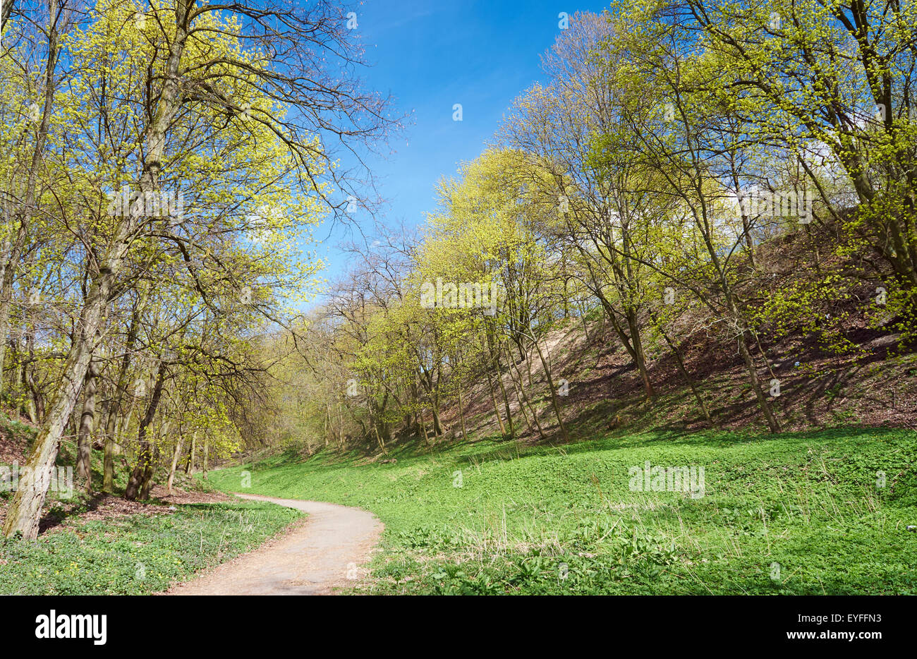 Spring forest in poland hi-res stock photography and images - Alamy