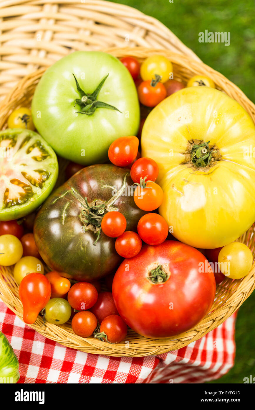 Freshly picked heirloom tomatoes from the backyard farm Stock Photo - Alamy