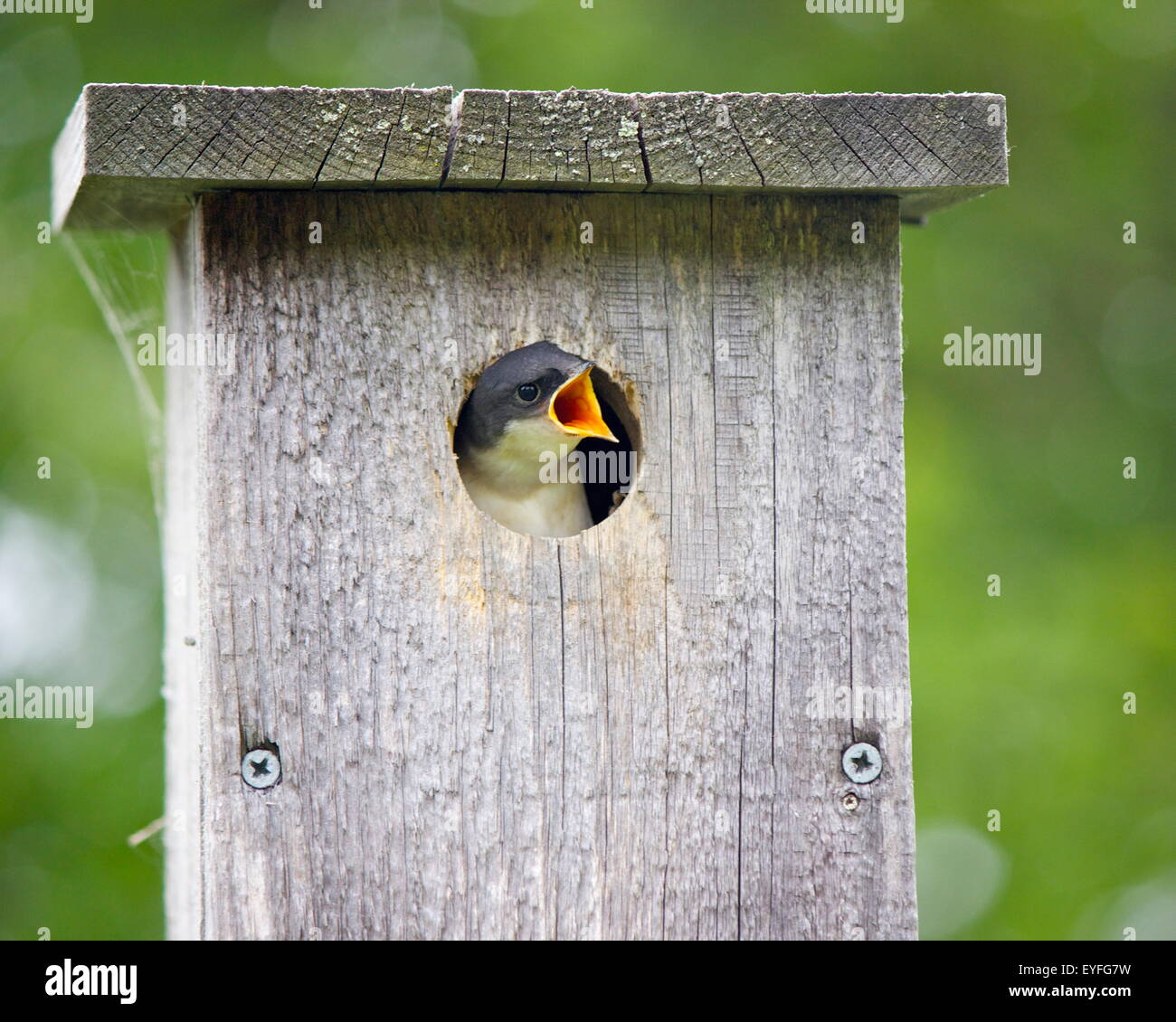 A hungry baby tree swallow (Tachycineta bicolor) in a bird house ...