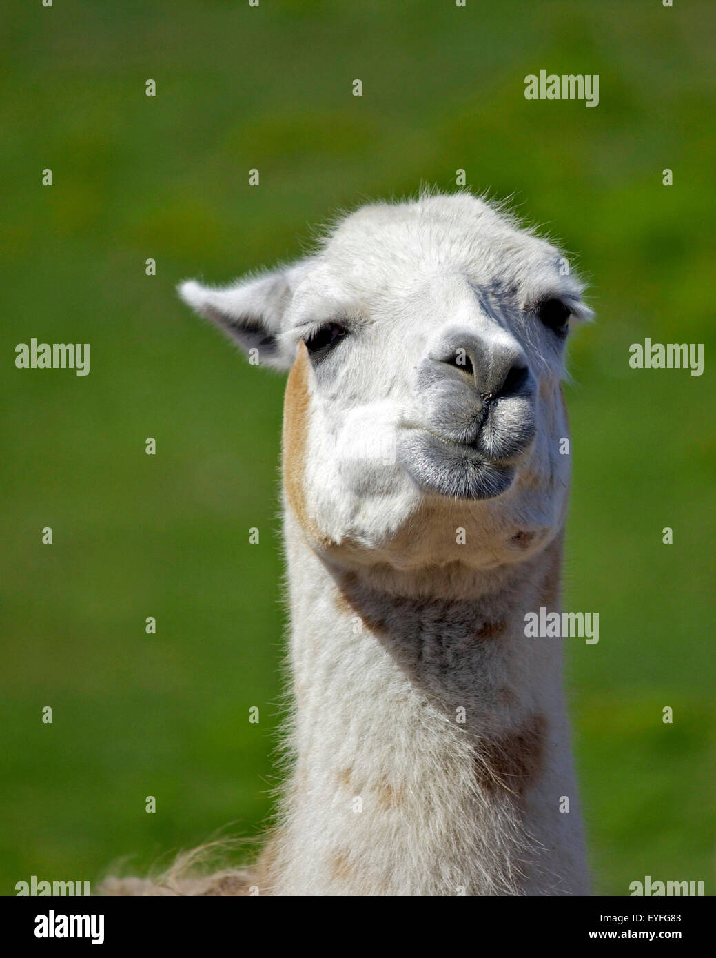 Llama face close up hi-res stock photography and images - Alamy