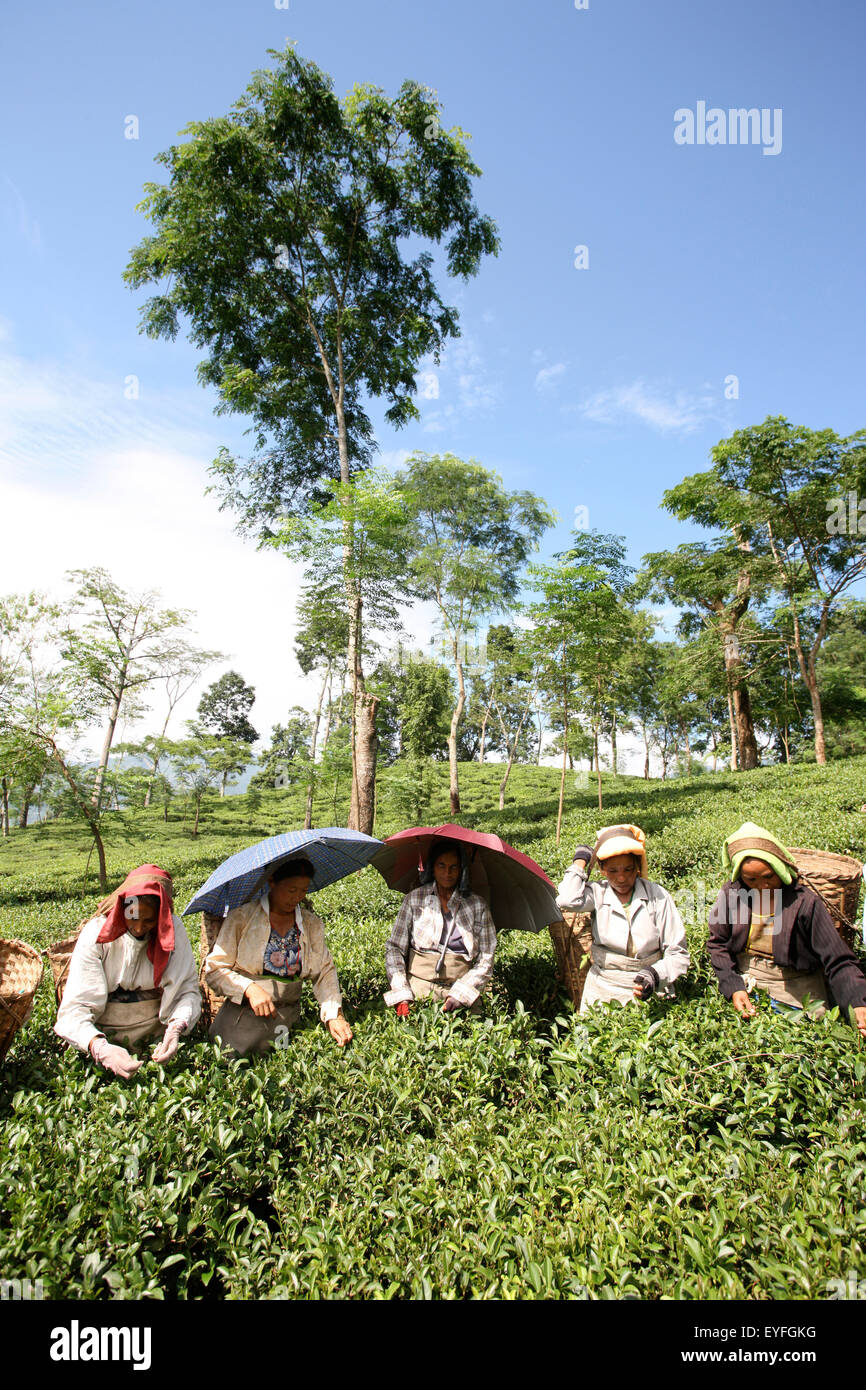 Darjeeling india tea picker hi-res stock photography and images - Alamy