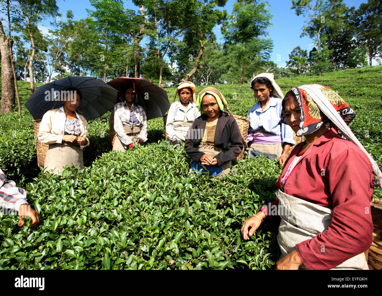 Tea pickers; Darjeeling, West Bengal, India Stock Photo - Alamy