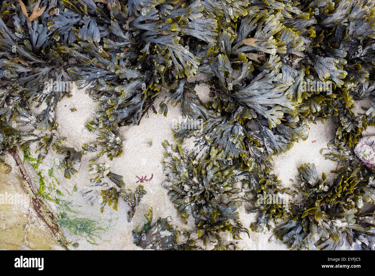 Seaweed up close hi-res stock photography and images - Alamy