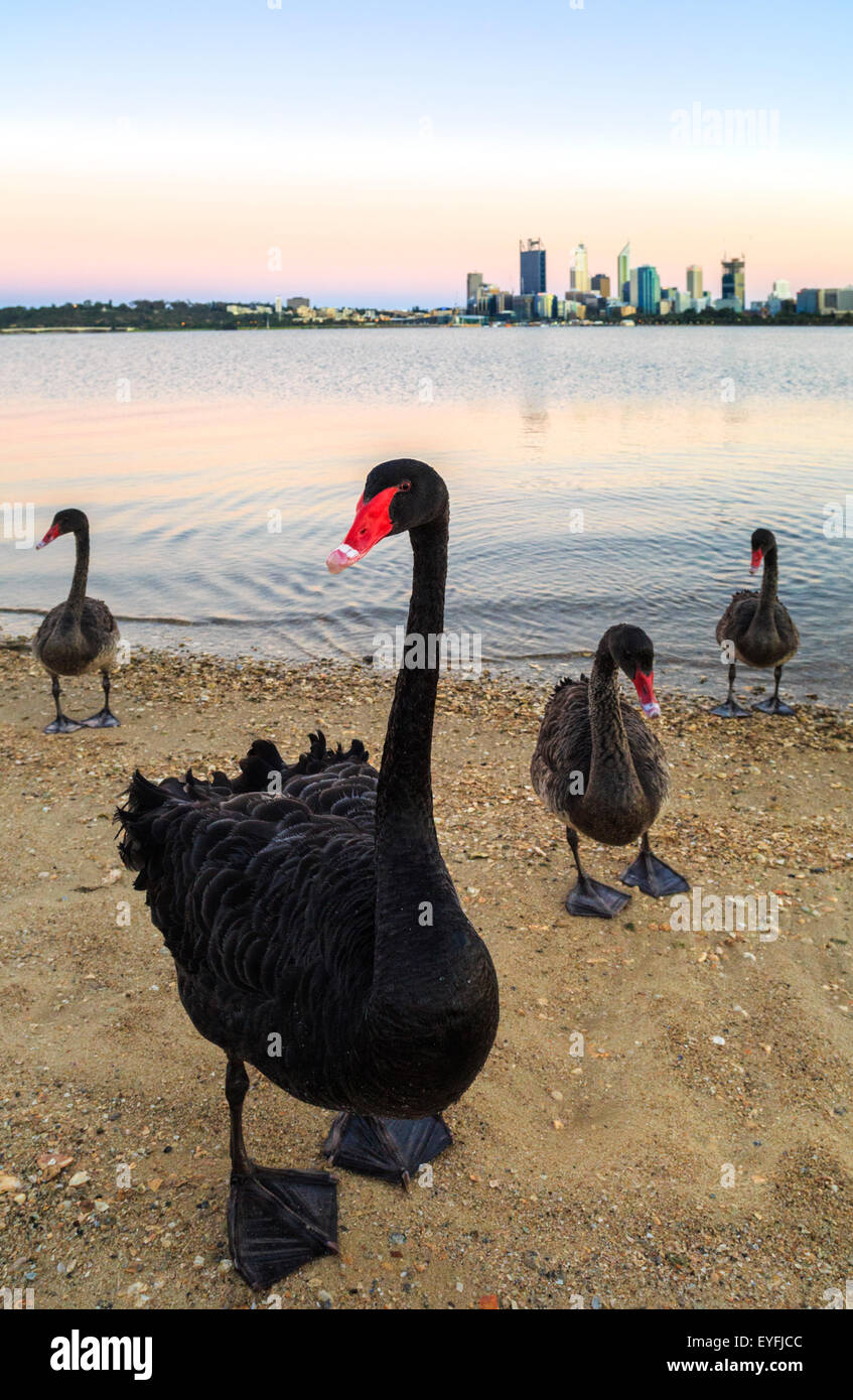 Perth Swan Logo 430 Black Swan Perth Stock Photos, High Res Pictures,