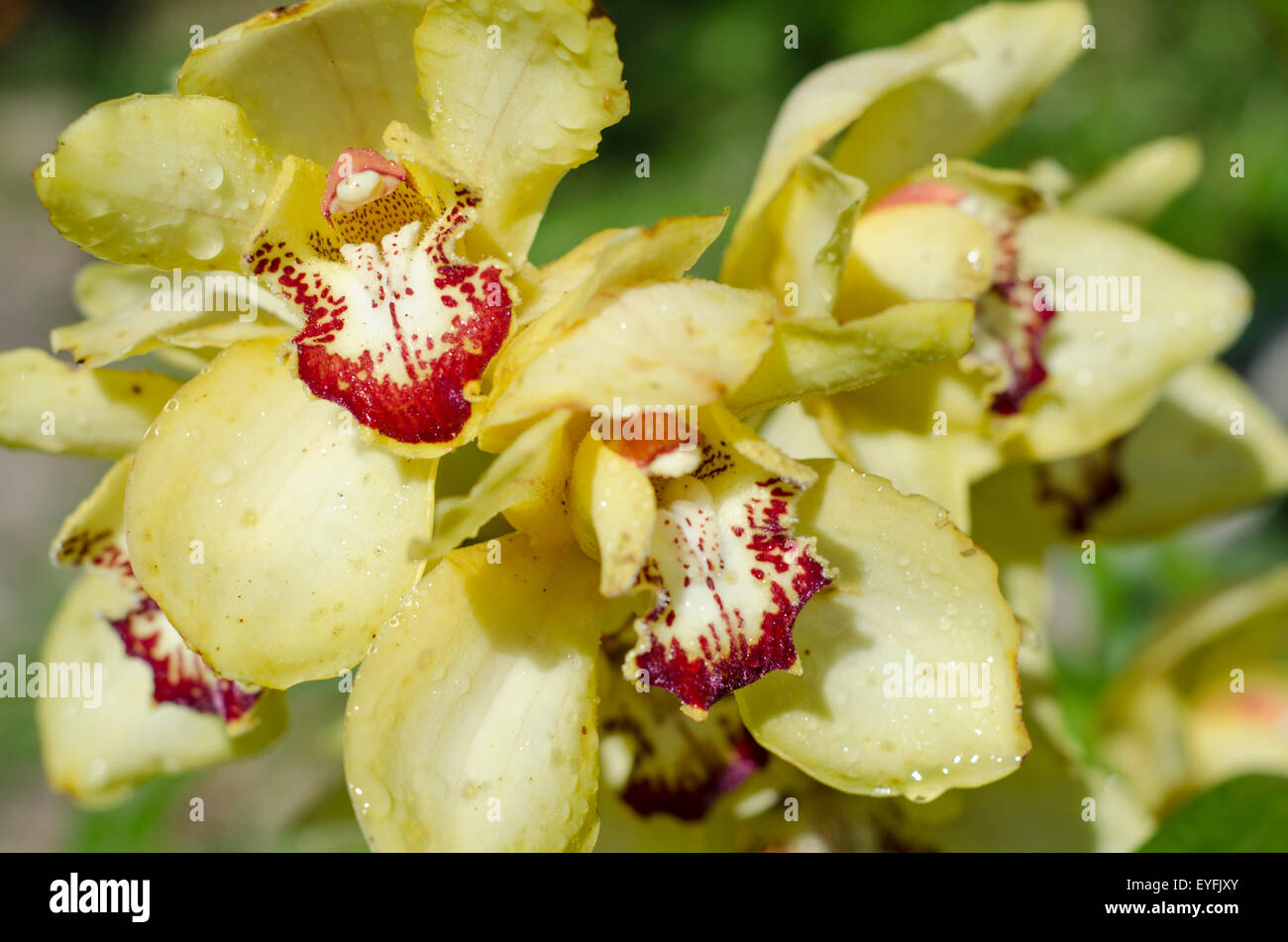 Orchid yellow cymbidium hi-res stock photography and images - Alamy