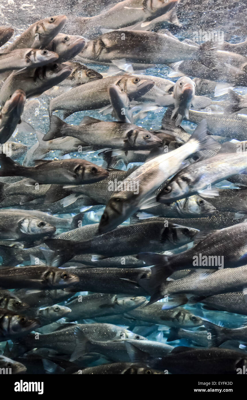 School of Silver Gray Fish Stock Photo - Alamy