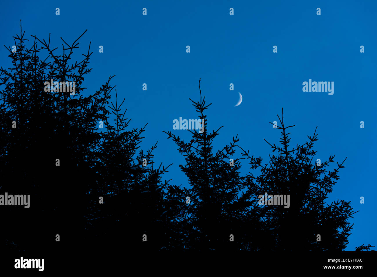 Crescent moon tree silhouette hi-res stock photography and images - Alamy
