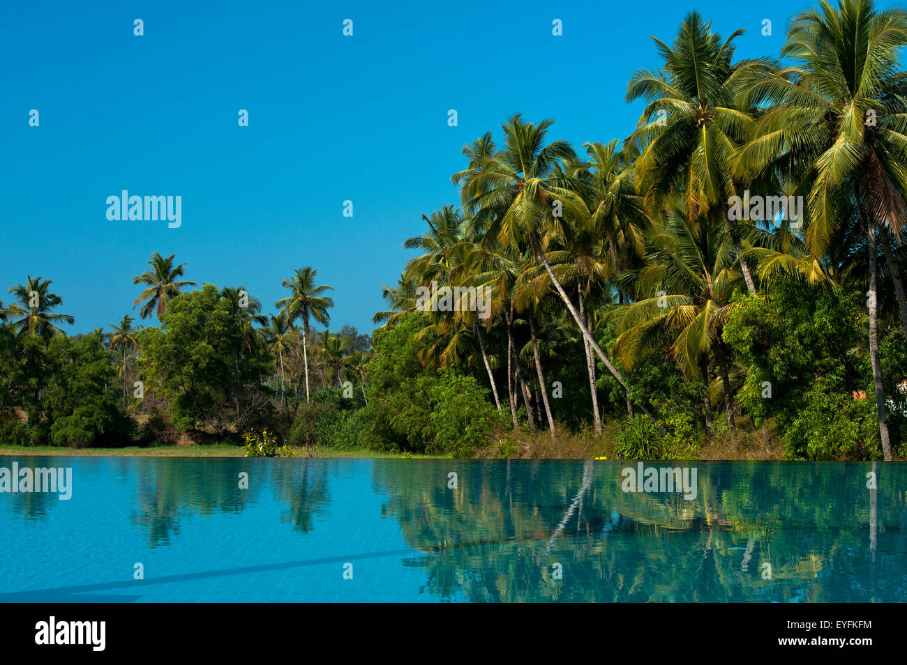 Looking across infinity pool to fields and palm trees; Goa, India Stock ...