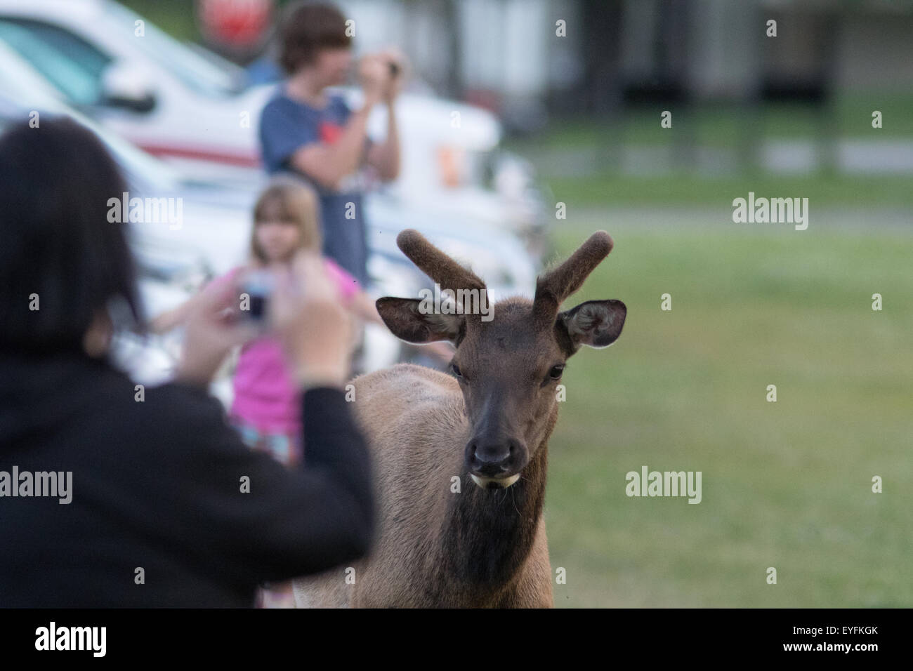 tourist approach dangerously close in an attempt to photograph a young bull elk in Mammoth area ...