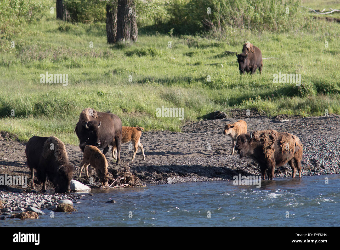 bison cows and calves drink from the Lamar River in Yellowstone ...