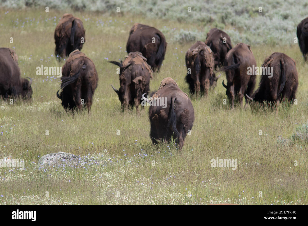 Buffalo heard hi-res stock photography and images - Alamy