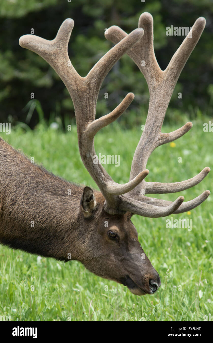 A large bull elk in velvet browses and grazes through the forest of ...