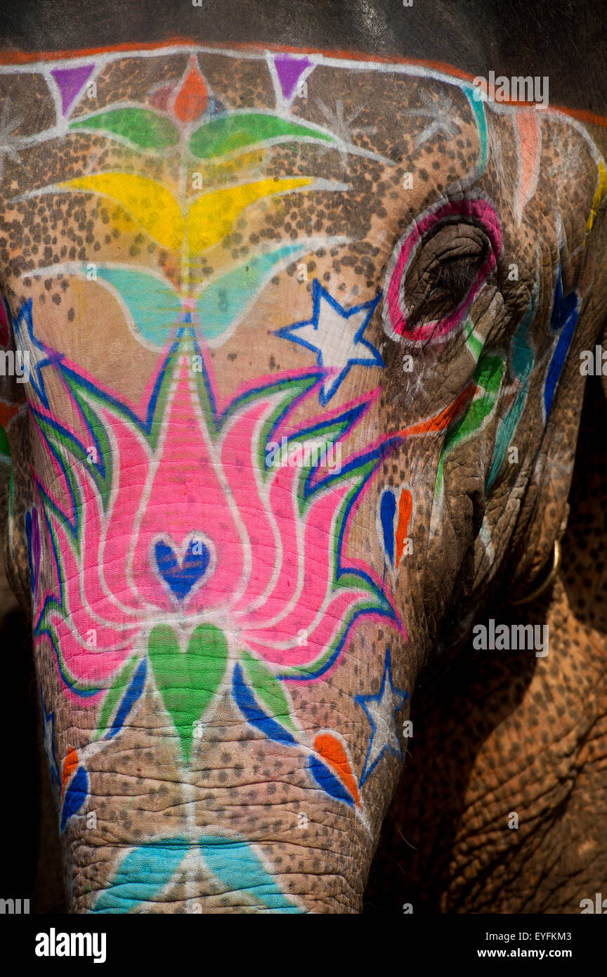 Elephant, Amber Fort, Jaipur, India Stock Photo - Alamy