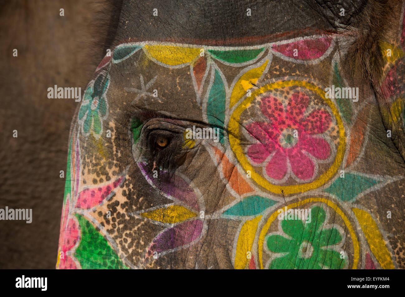 Elephant, Amber Fort; Amer, Jaipur, India Stock Photo - Alamy