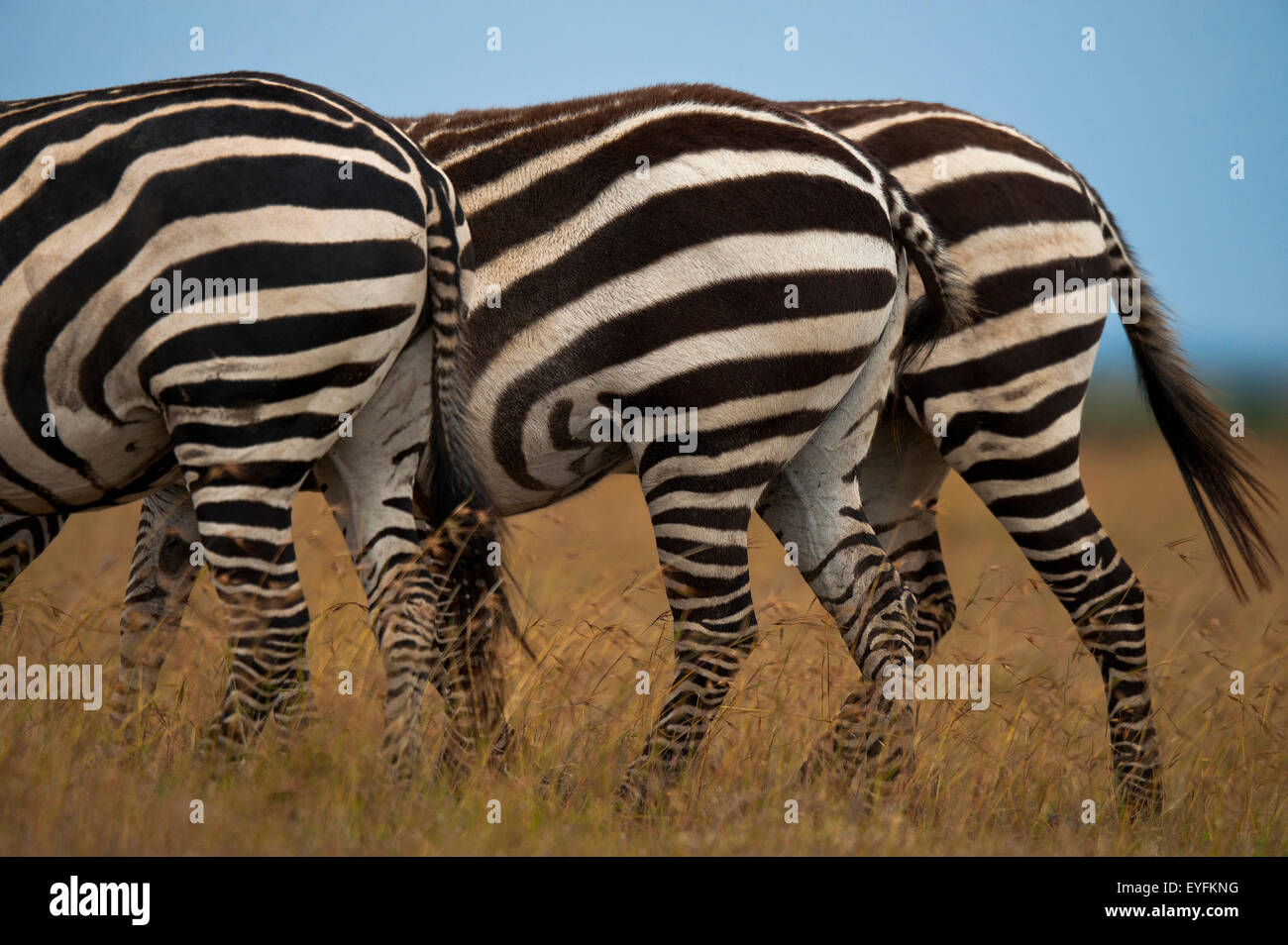Three zebra bottoms in a row, Ol Pejeta Conservancy; Kenya Stock Photo ...