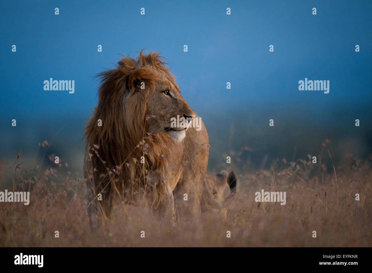 Male lion at dusk, Ol Pejeta Conservancy; Kenya Stock Photo - Alamy