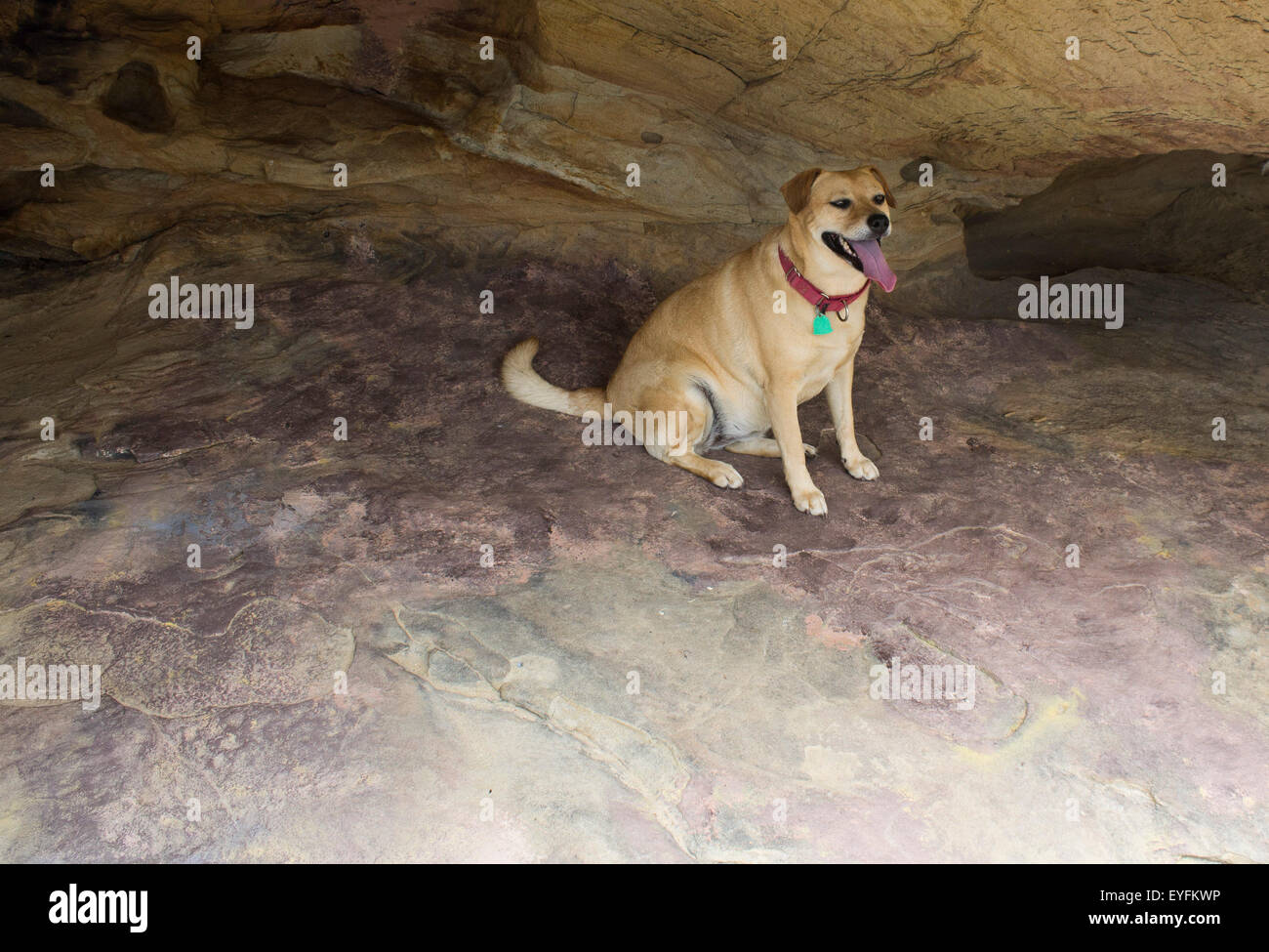Happy dog, exploring Stock Photo - Alamy