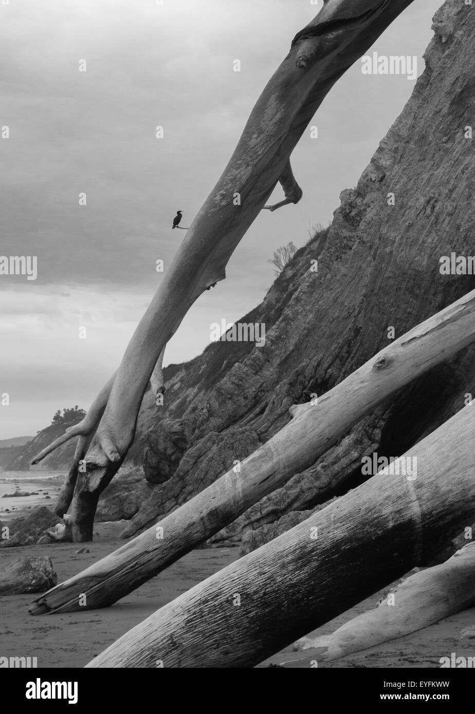 Fallen logs on a beach, with a tiny bird supervising Stock Photo - Alamy