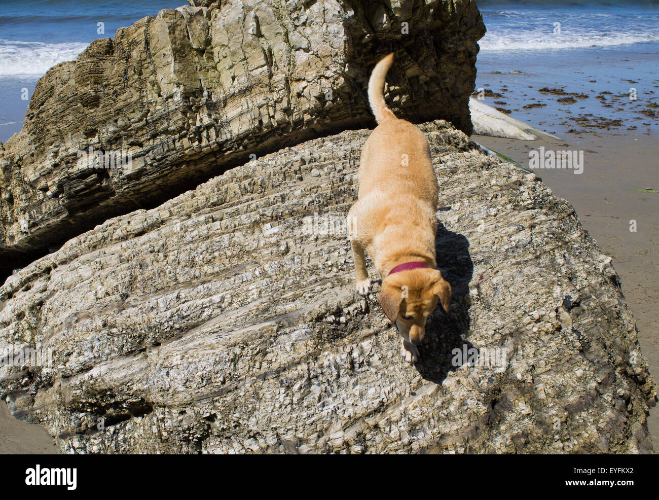 Happy dog, exploring Stock Photo - Alamy