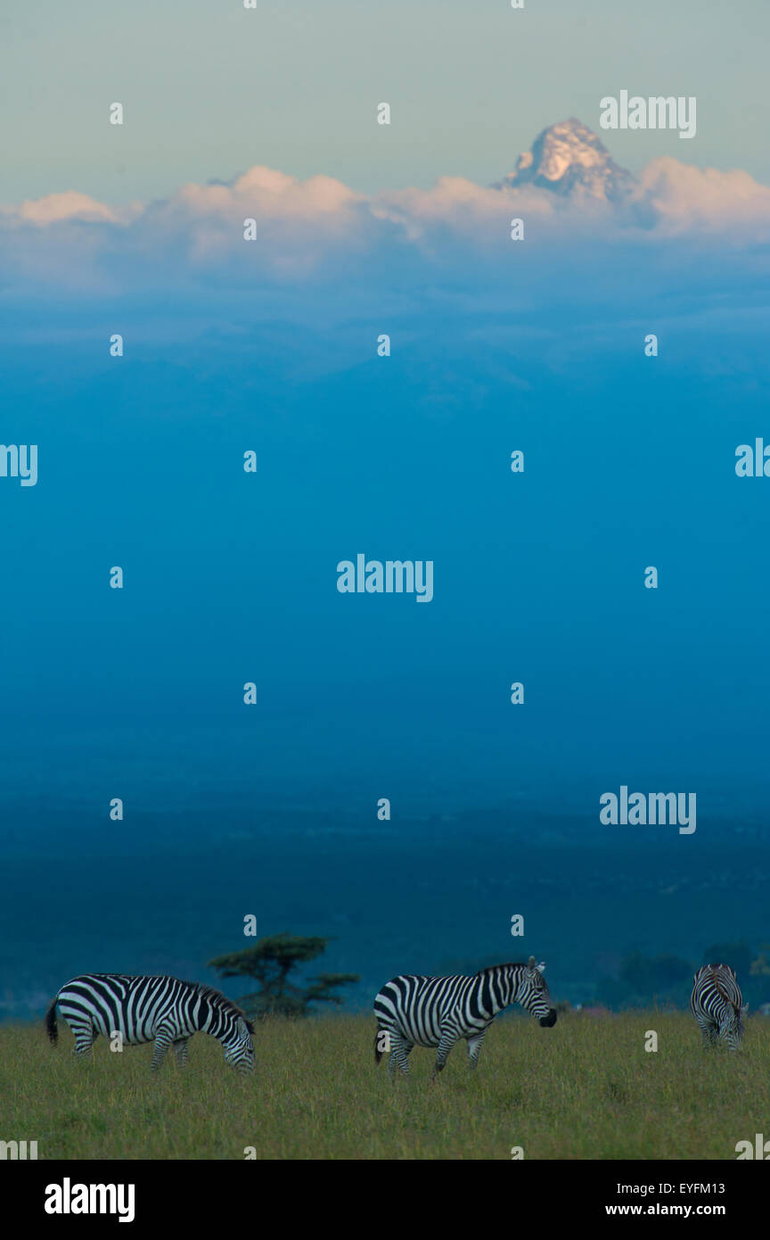 Mt kenya wildlife conservancy hi-res stock photography and images - Alamy