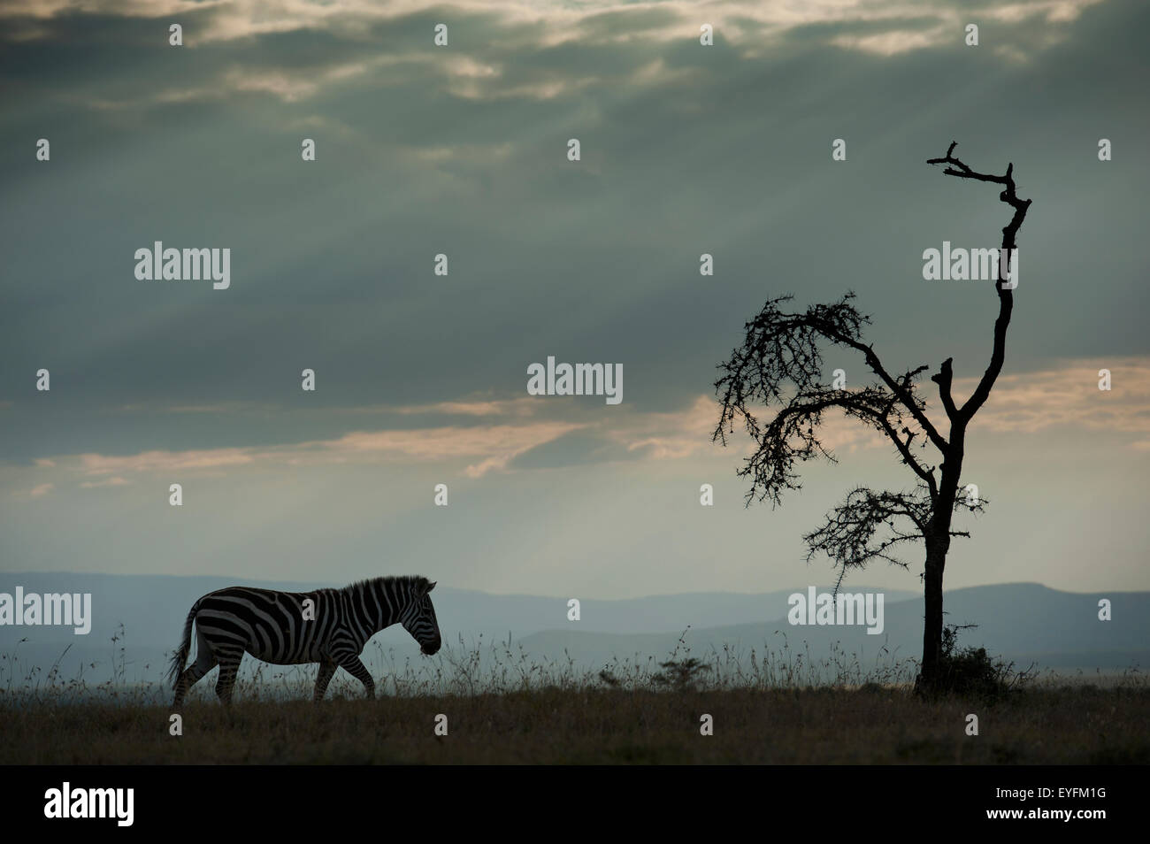 Walking past acacia tree hi-res stock photography and images - Alamy