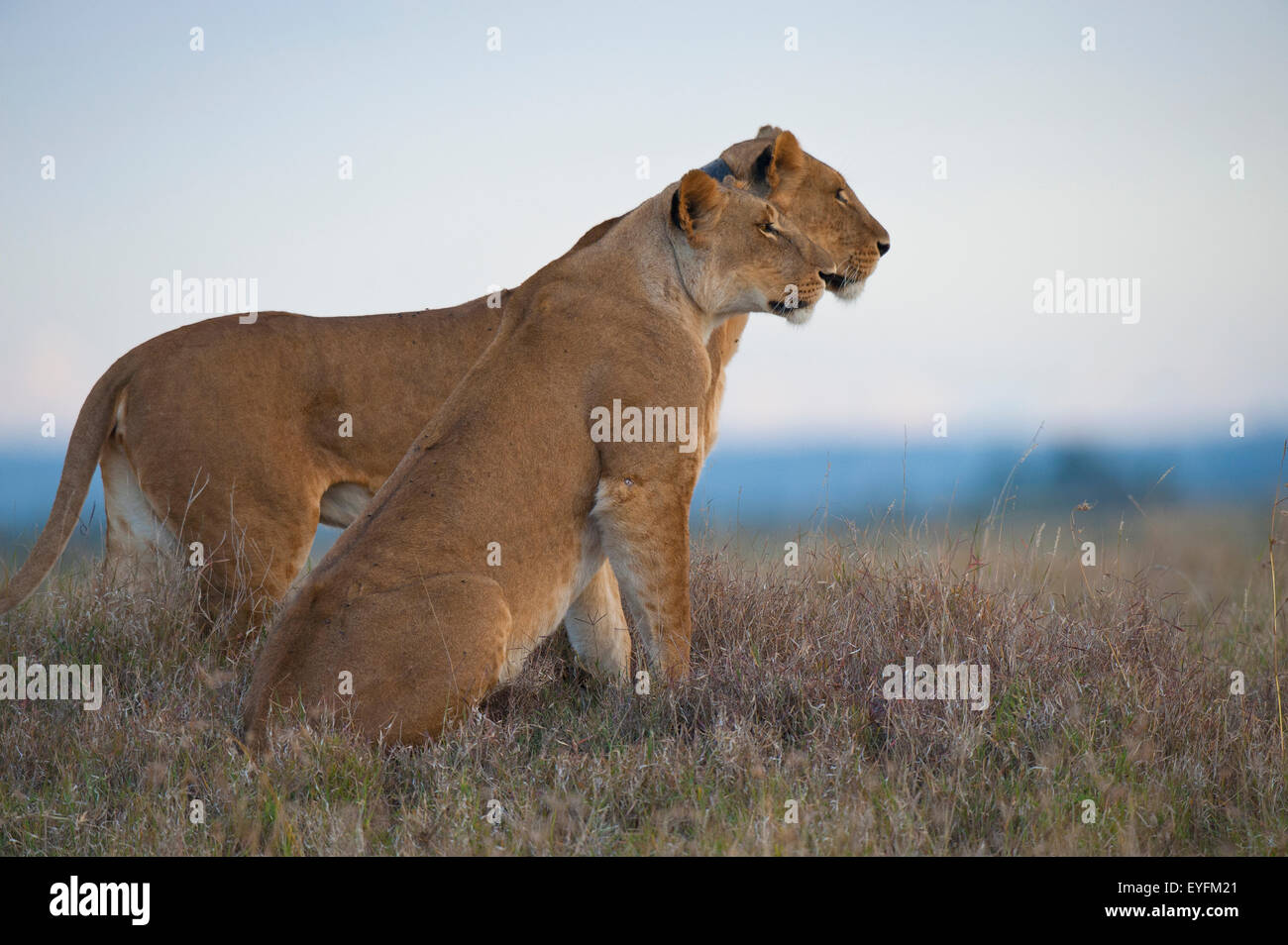 Lion with tracking collar hi-res stock photography and images - Alamy