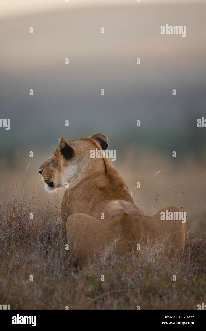 Lioness at dusk, Ol Pejeta Conservancy; Kenya Stock Photo - Alamy
