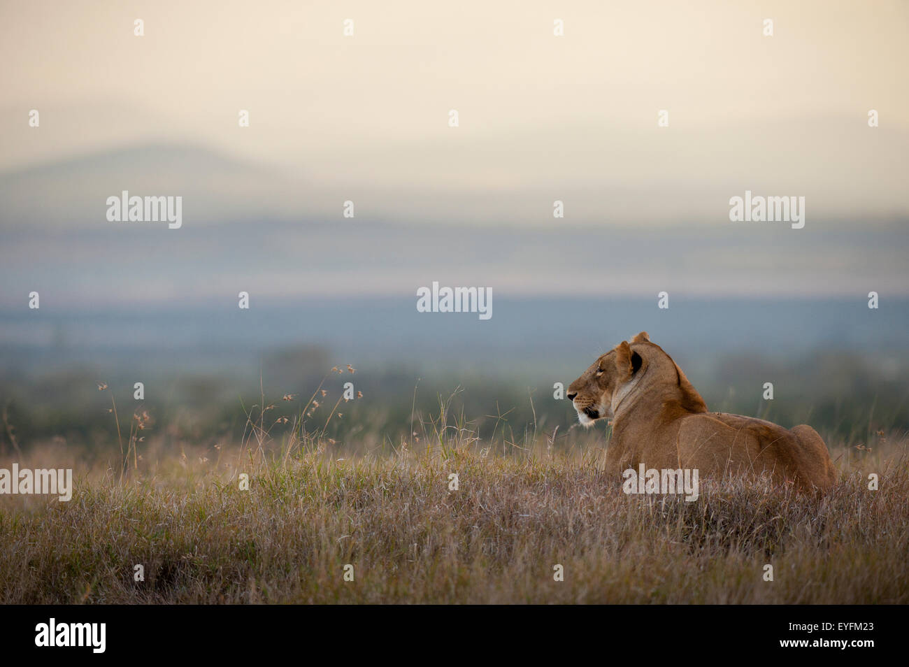 Lioness at dusk, Ol Pejeta Conservancy; Kenya Stock Photo - Alamy