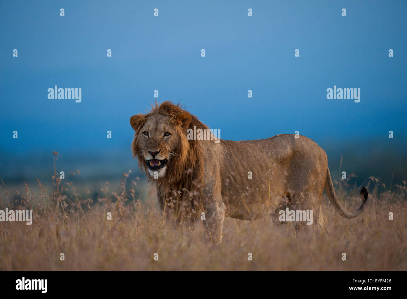 Male lion at dusk, Ol Pejeta Conservancy; Kenya Stock Photo - Alamy