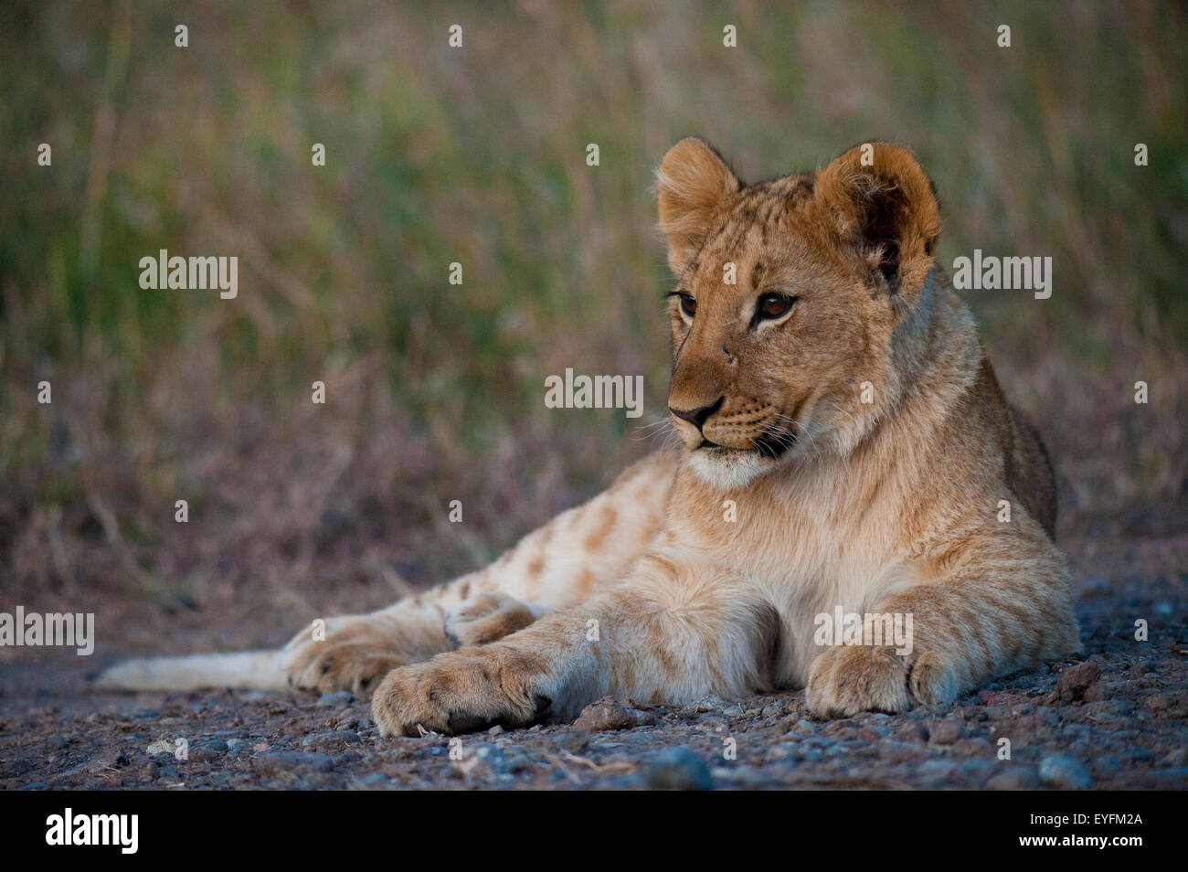 Lion cub at dusk, Ol Pejeta Conservancy; Kenya Stock Photo - Alamy