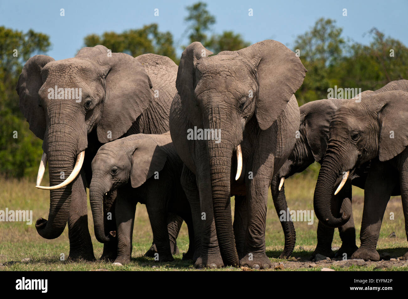 Family of elephants, Ol Pejeta Conservancy; Kenya Stock Photo - Alamy
