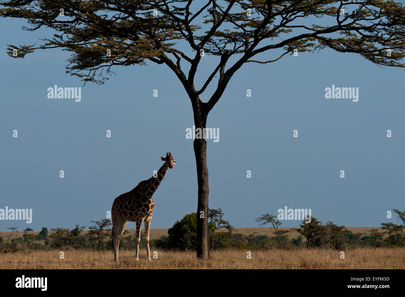 Giraffe under tree hi-res stock photography and images - Alamy